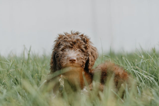 Nugget Nielsen - For the Love of Dogs
