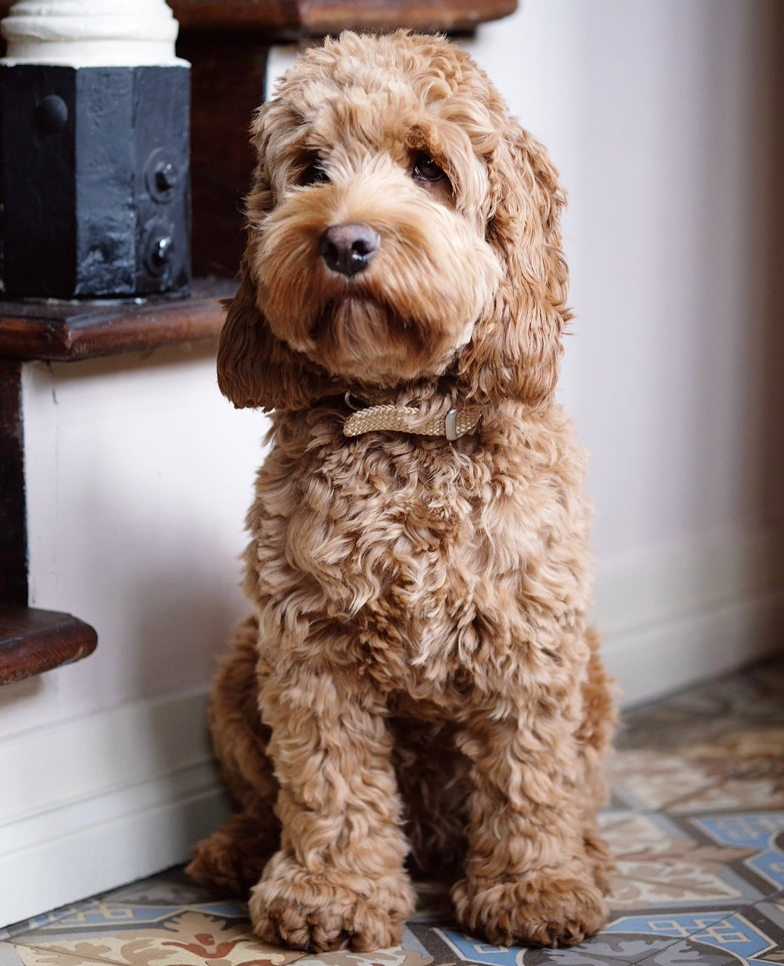 Poly Collar Collection – Nugget Nielsen