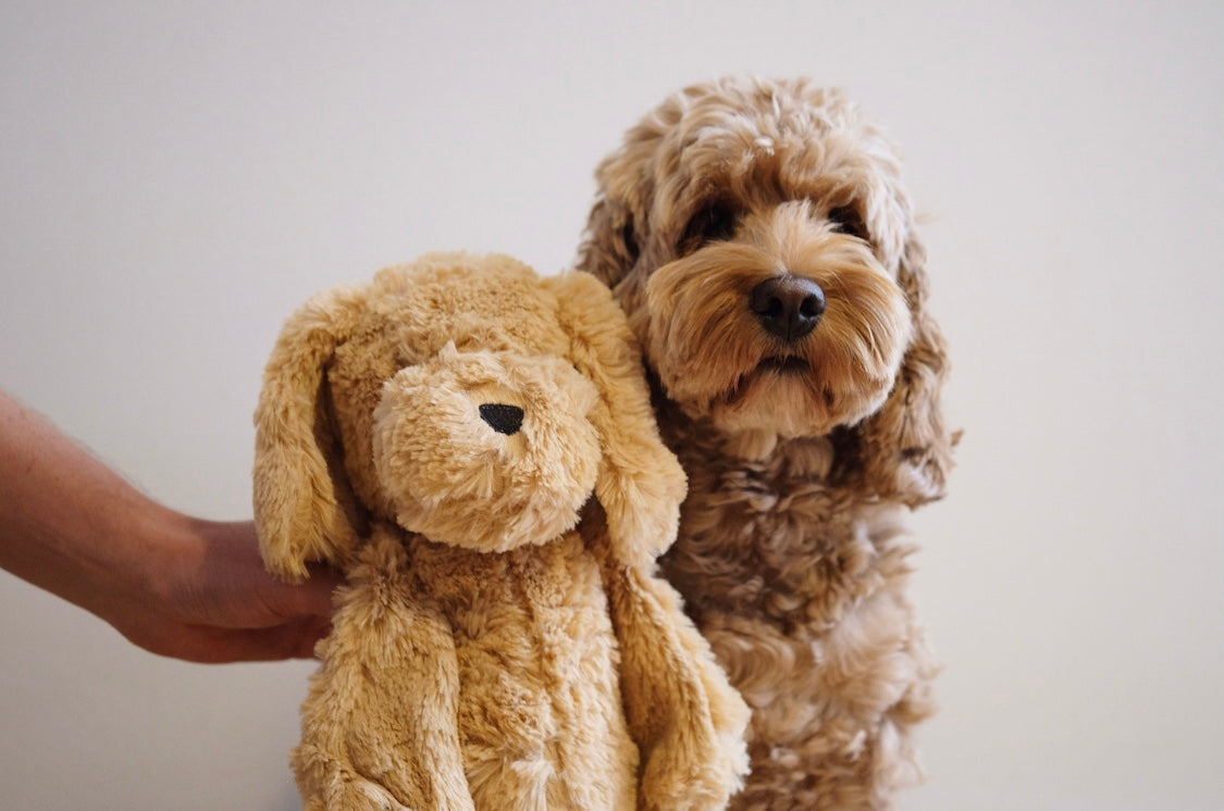 Plush Cockapoo Nugget – Nugget Nielsen