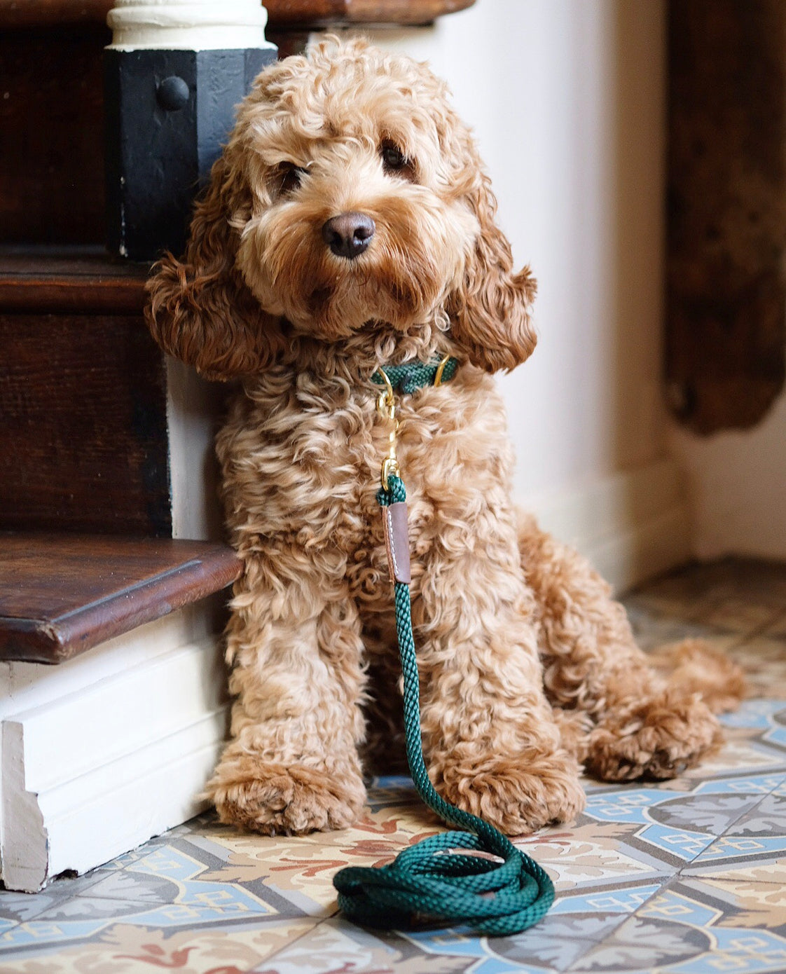 All Leashes – Nugget Nielsen